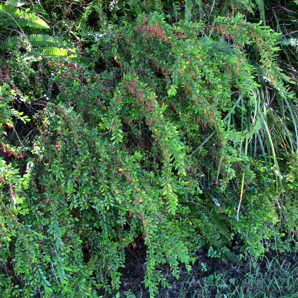 Phyllanthus multiflorus - Queensland Gardening Pages (Brisbane & Qld)